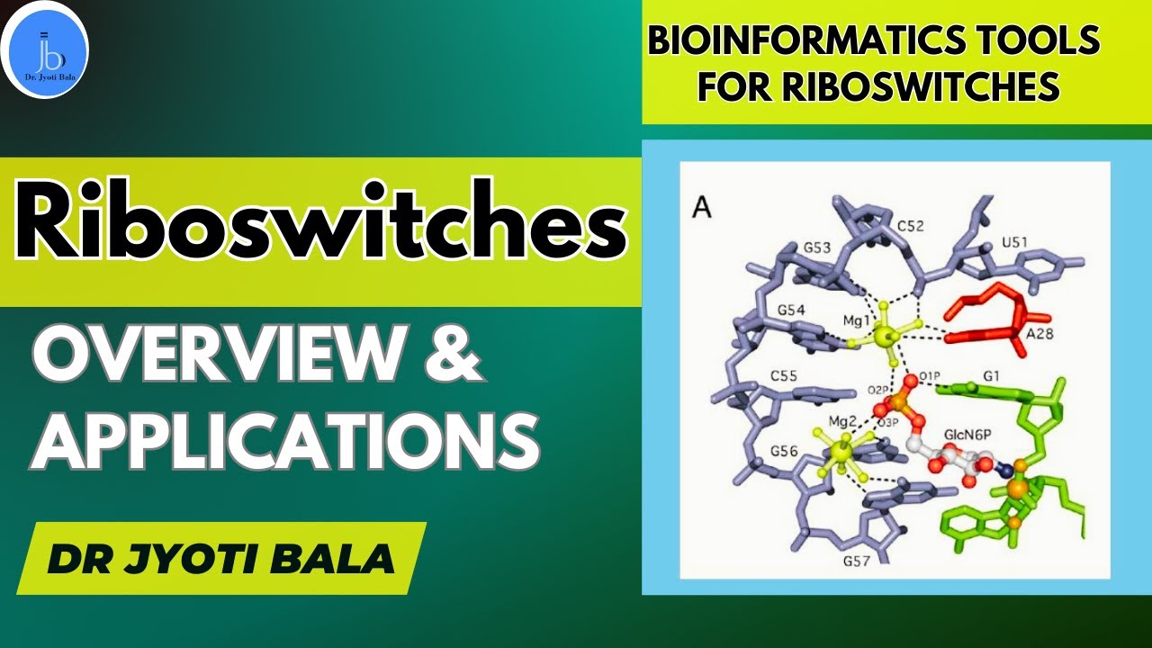 Riboswitches: Overview & Application| Role of Bioinformatics in ...