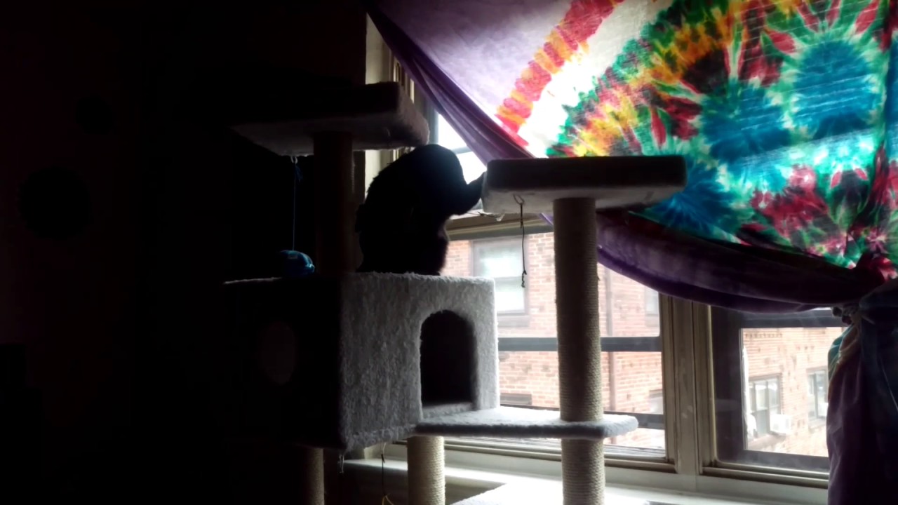 Sunday Adams - YouTube