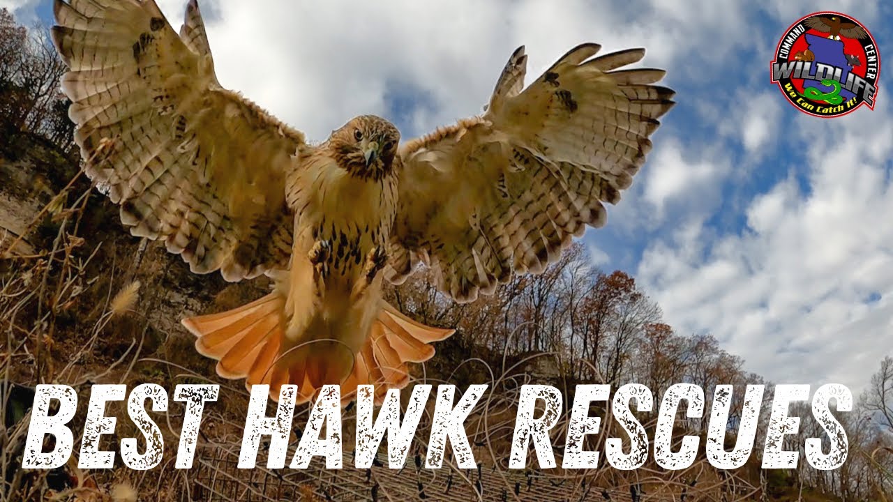Hawks SMASHING Traps BEST Rescue Moments | Wildlife Command Center ...