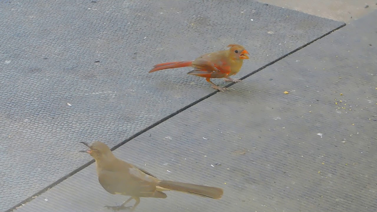 Mocking Bird, Cardinal and Squirrel-oh my! - YouTube