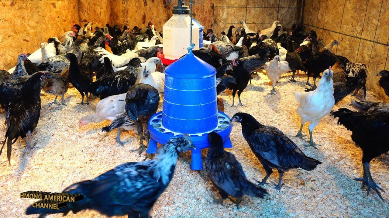 hmong american's Raising Chicken/Hmoob Meskas Kev Tu Qaib 2021 EP 1 ...