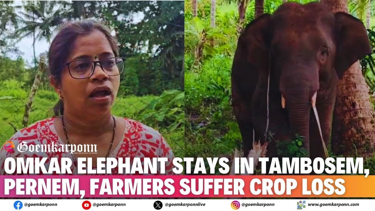 Omkar Elephant Stays in Tambosem, Pernem | Farmers Suffer Crop Loss ...