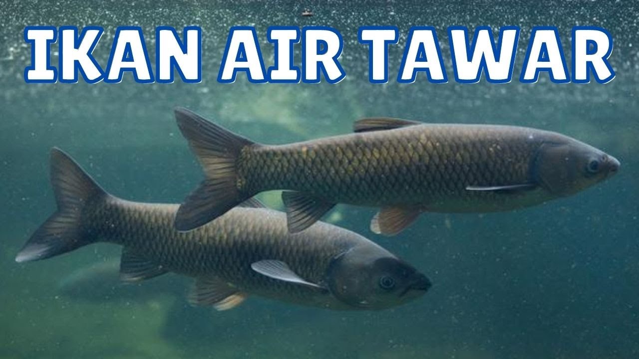 5 Jenis Ikan yang Hidup di Air Tawar - YouTube