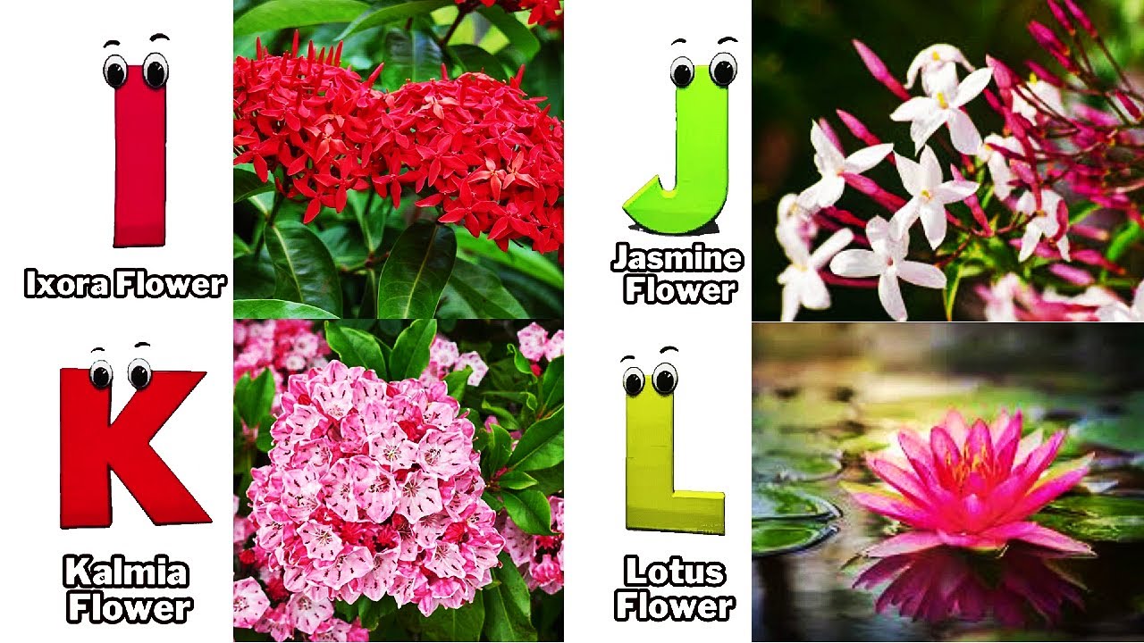 ABC Flowers Song | Alphabet Song | Learn English, Alphabets and Flowers ...