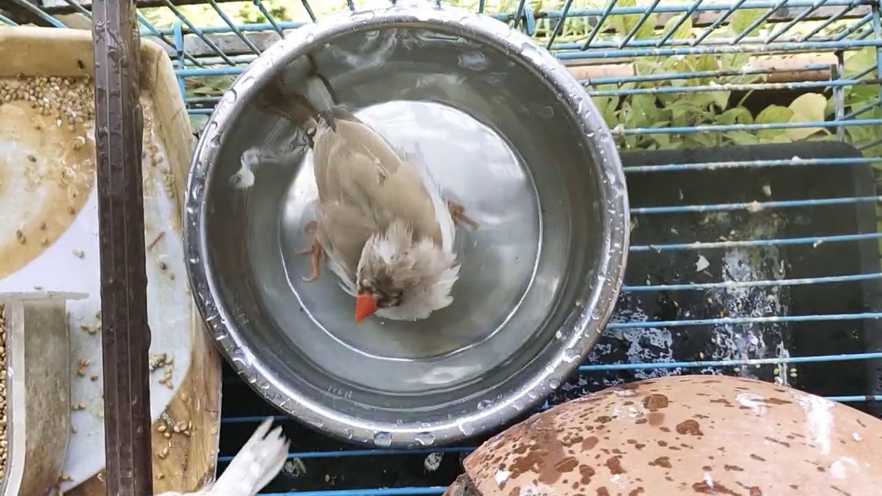 Finch bird clean body itself by taking bath finches bird lover - YouTube