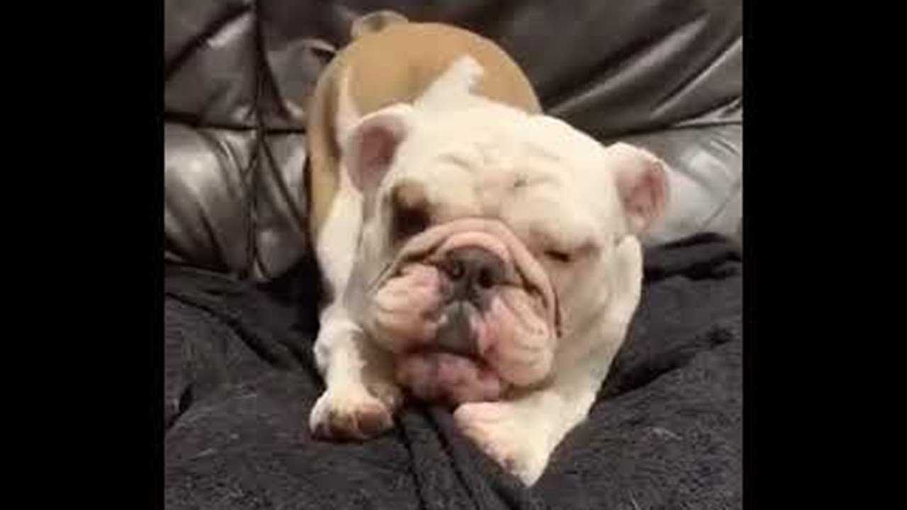 Bulldog Makes Silly Faces While Chewing on Toy || ViralHog - YouTube