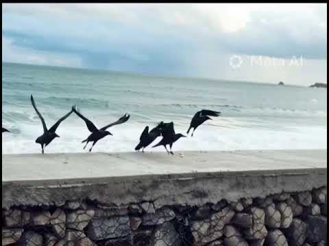 #crows_fight_for_food #crow #crowdfunding