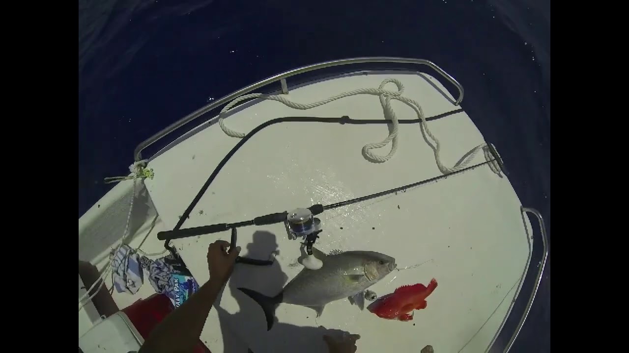 Fishing Bermuda Reefs (multiple Species ) light tackle - YouTube