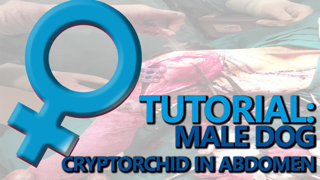 MALE DOG:CRYPTORCHID IN ABDOMEN - YouTube