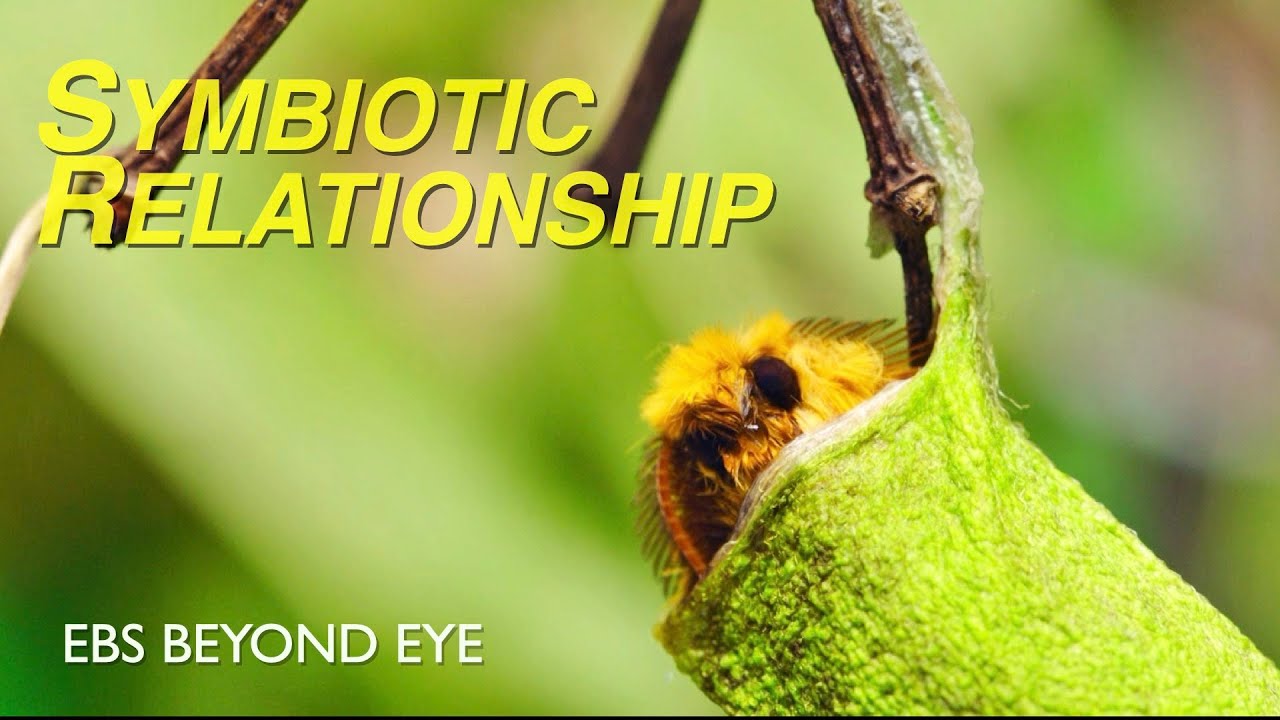 A Funny Symbiotic Relationship | EBS Nature Documentary - YouTube