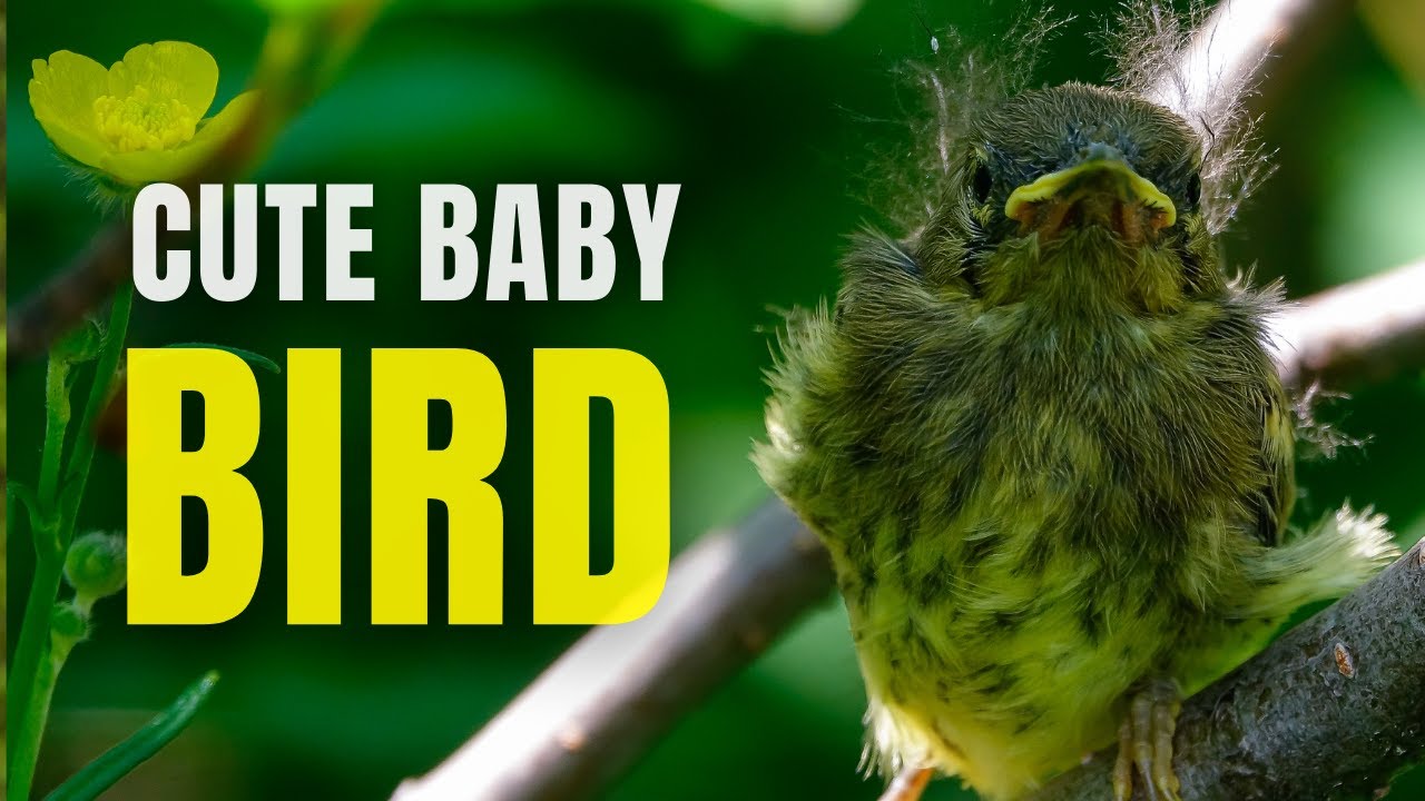Adorable Fledgling Magnolia Warbler | Cute Baby Bird - YouTube