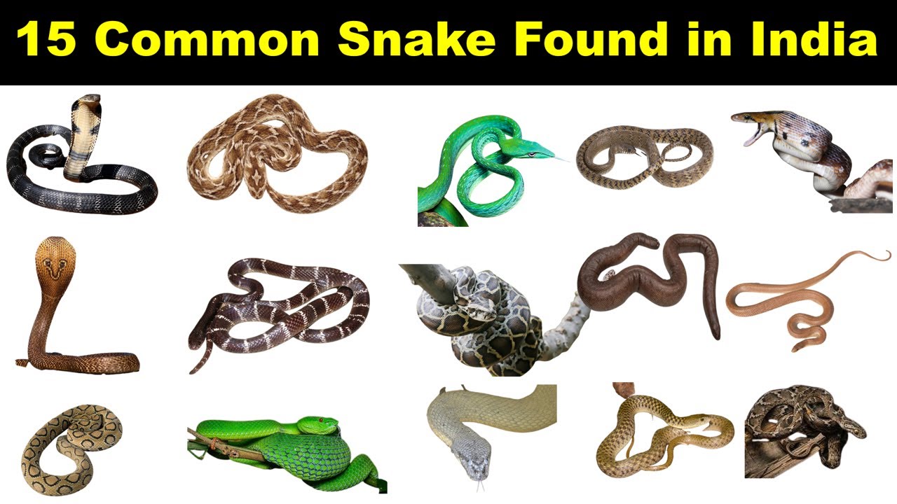 Bharat Me Paye Jane Wale Common Snake | Venomous and Non-venomous snake ...