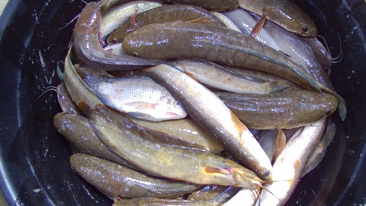 CATCH AND COOK DALAG(electric fishing)/Bulastog Vlogs#boodlefight - YouTube