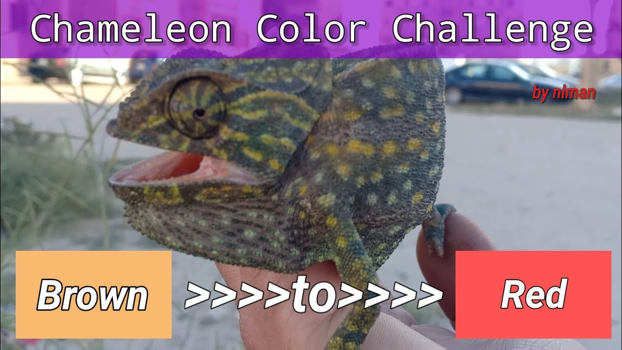Chameleon Changing Color Challenge : From Brown to Red - YouTube