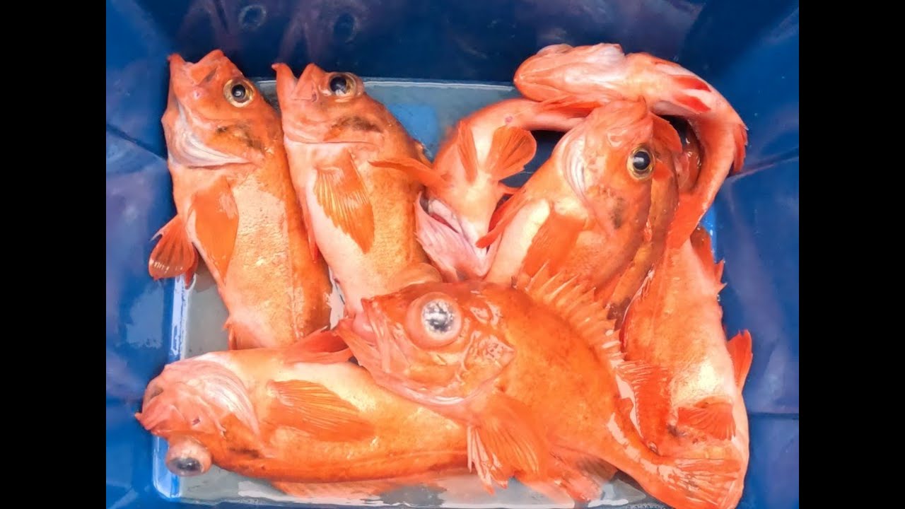 Red Fish, Red Fish, Red Fish! - YouTube