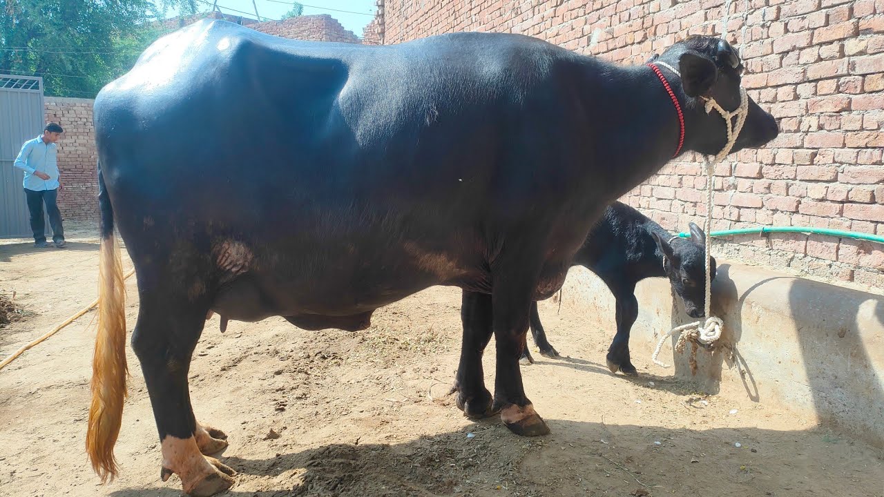 Top class Buffalo Pakistan punjab #livestock #buffalo #ravi #neli # ...