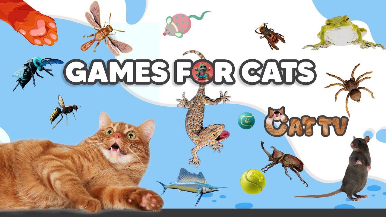 Action Cat TV 🎮 Fast Hunting Challenge for Cats in 4K UHD - YouTube