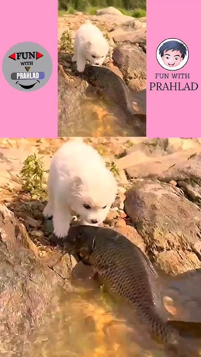 cute dog fish try not to laugh trending viral video shortsfeed ytshorts ...