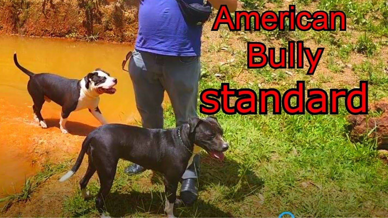 American Bully Standard - como é essa raça?? - YouTube