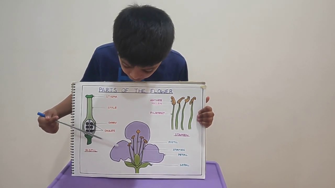 CLASS IV EVS Activity- Nitish jilla - YouTube