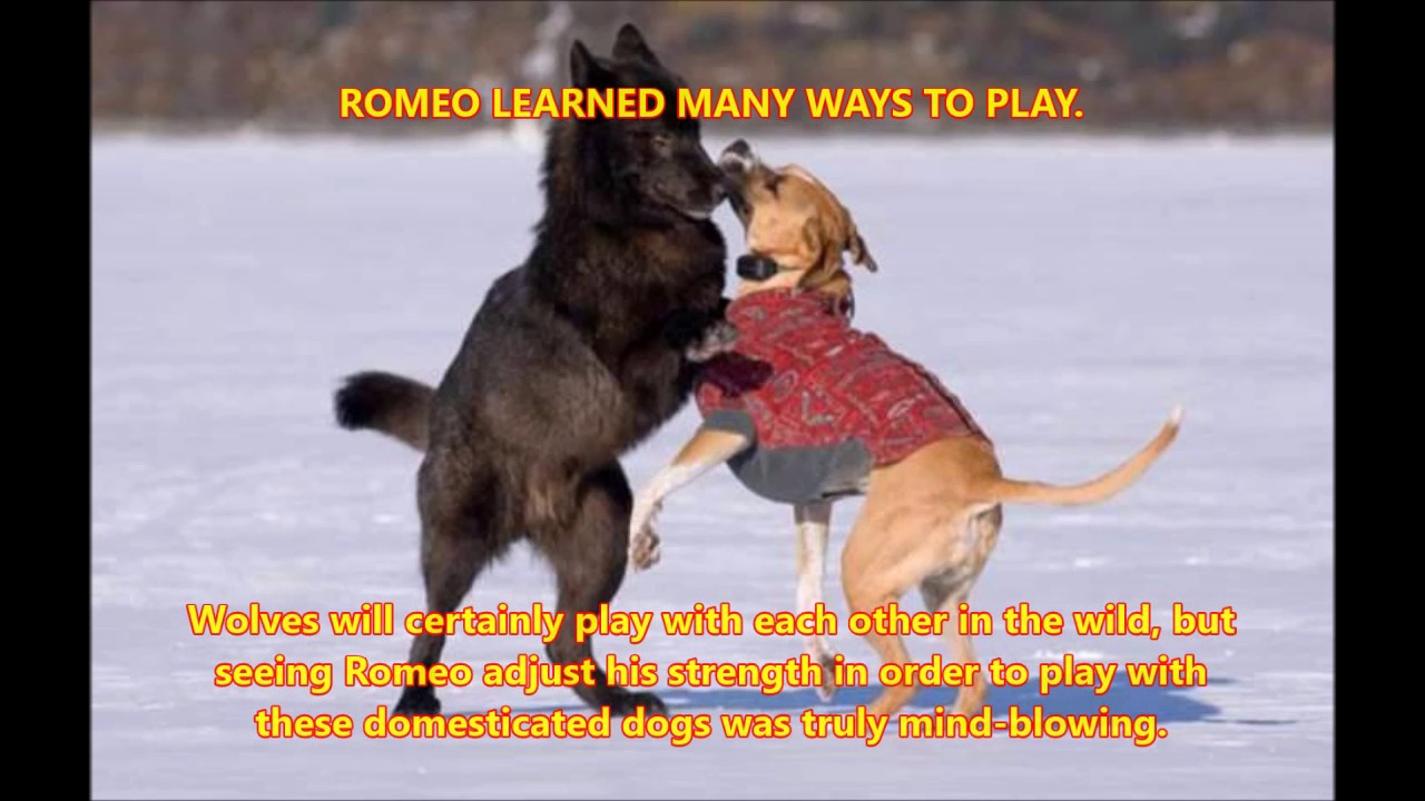 Story of a Wolf Named Romeo (True Story) - YouTube