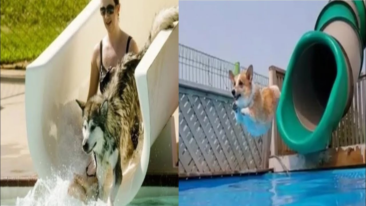 Enjoy funniest Dogs on water slides Compilation 2021 episode 01||By ...