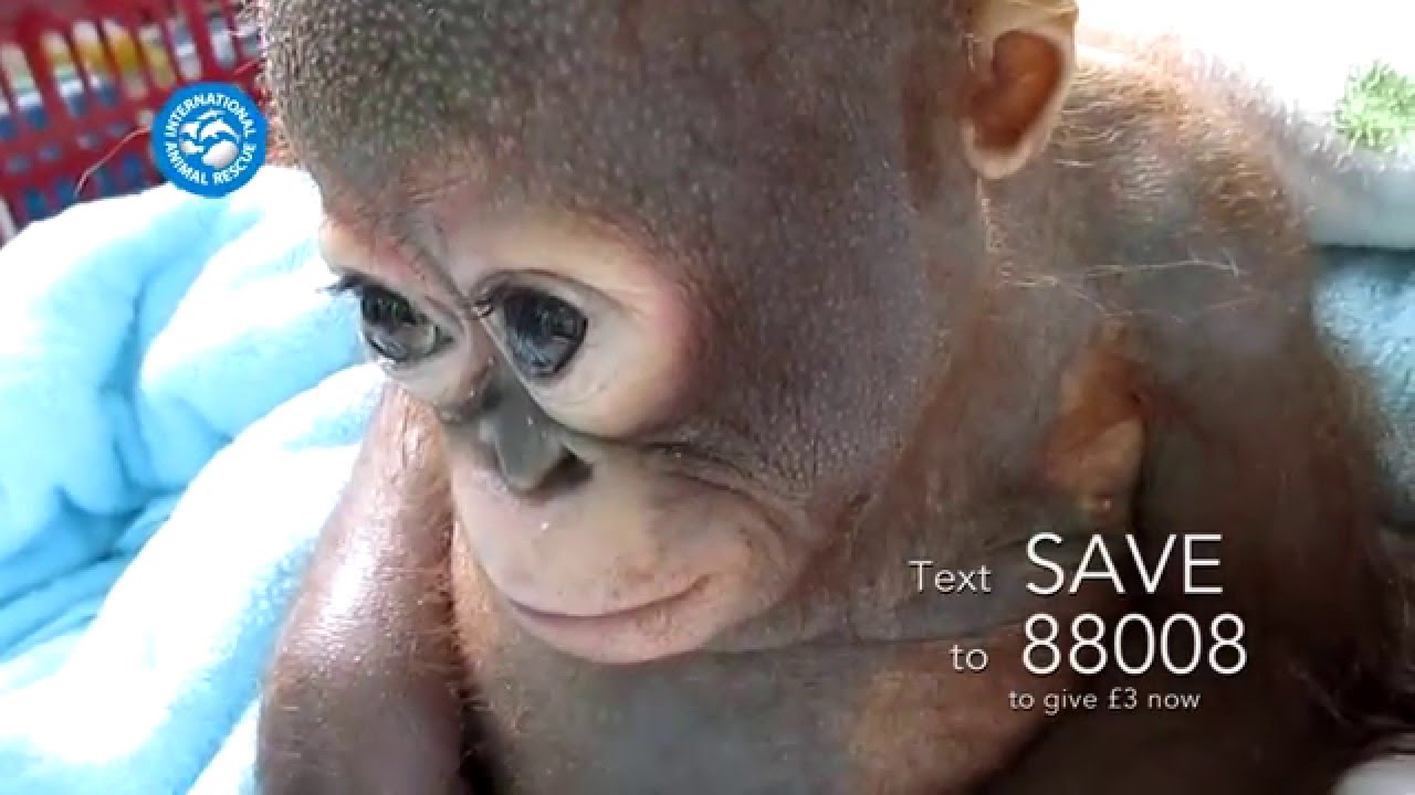 Urgent appeal from International Animal Rescue - text SAVE to 88008 now ...