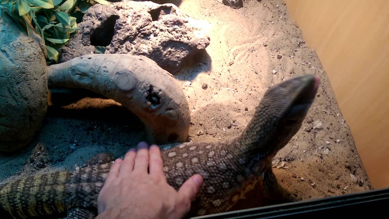 Billy the bosc monitor feeding - YouTube