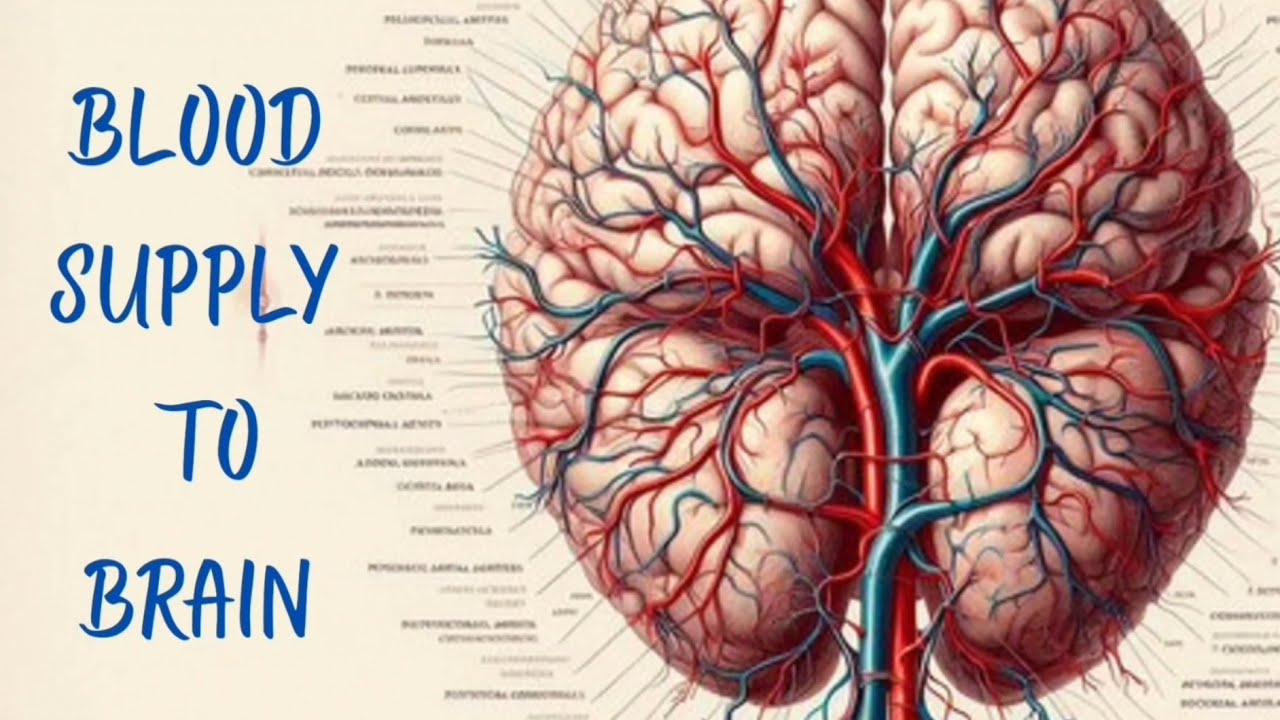 Blood Supply of Brain & Circle of Willis - Easy explanation [Part 1 ...