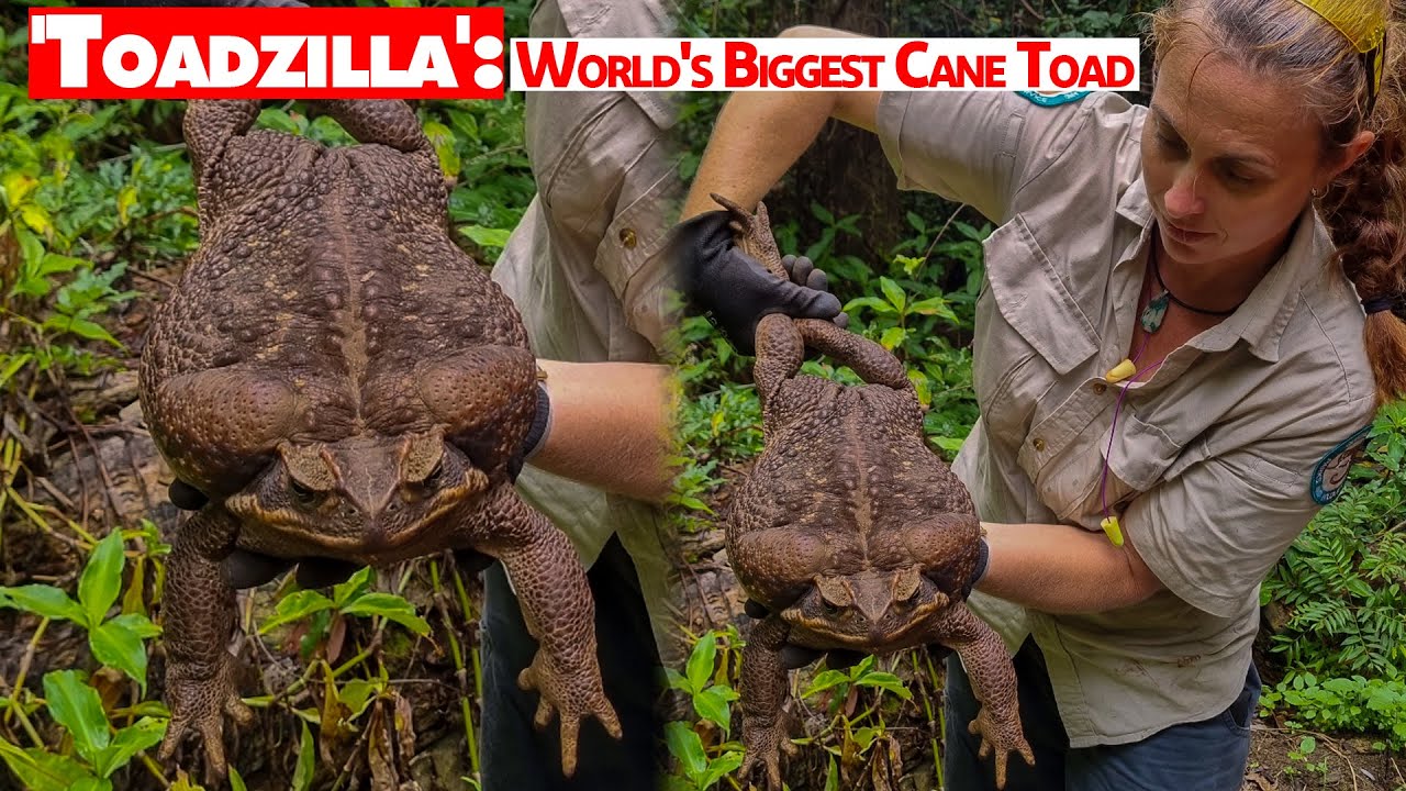 'Toadzilla': World's Biggest Cane Toad Recorded in Australia - YouTube