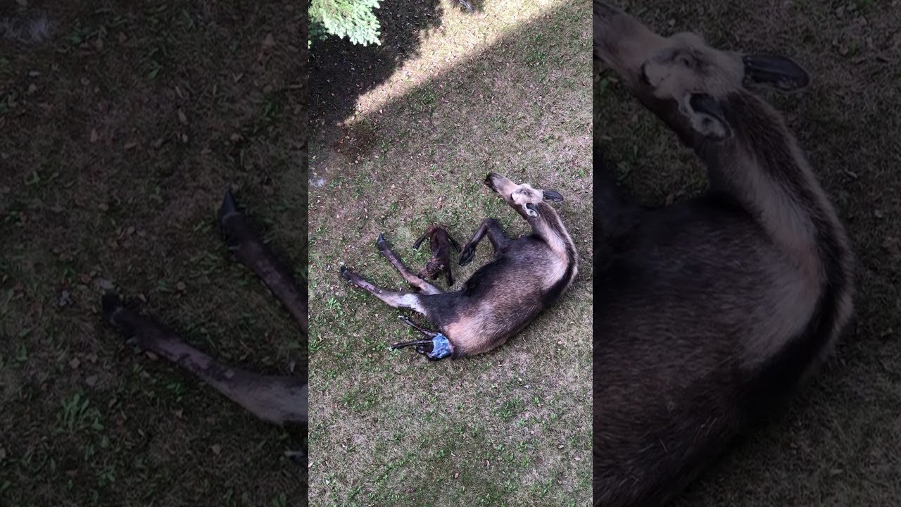 Mama Moose Gives Birth to Two Babies || ViralHog - YouTube