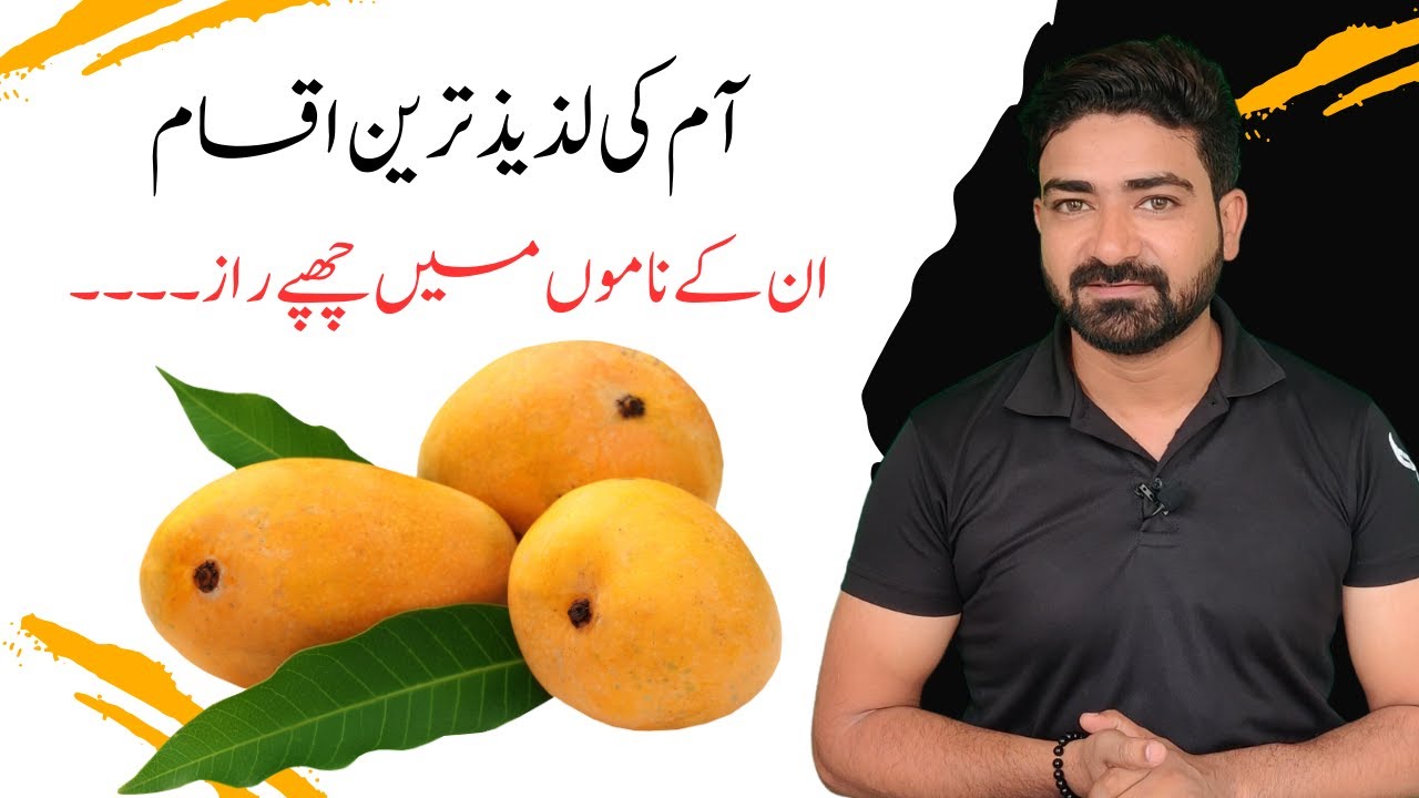 Best Mango Varieties in Pakistan | Anwar Ratol, Langra, Sindhri ...
