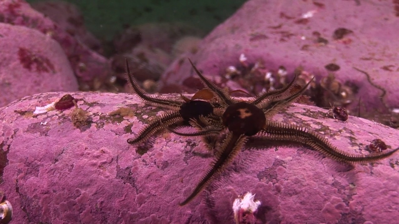 Black brittlestar (Ophiocomina nigra) on a boulder covered in purple ...