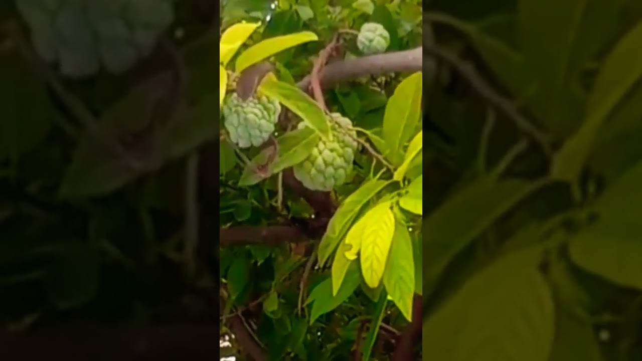 Harvest of seethaphalam "sugar apple"#growth #harvest #home , harvest ...