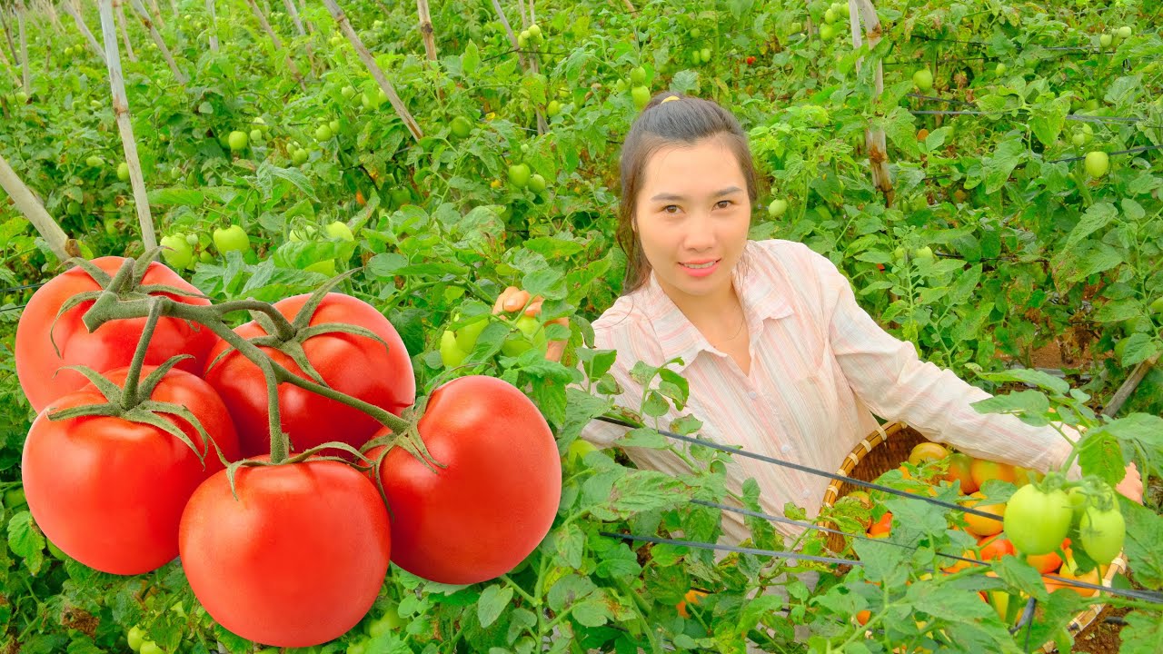 Harvesting Tomatoes - Rural Girl Selling Tomatoes at the Market - YouTube