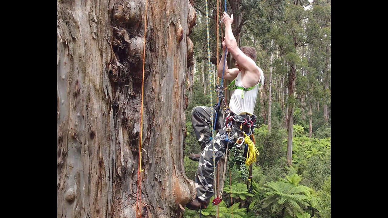 Big tree climbing in Australia - single rope technique - winter - Part ...