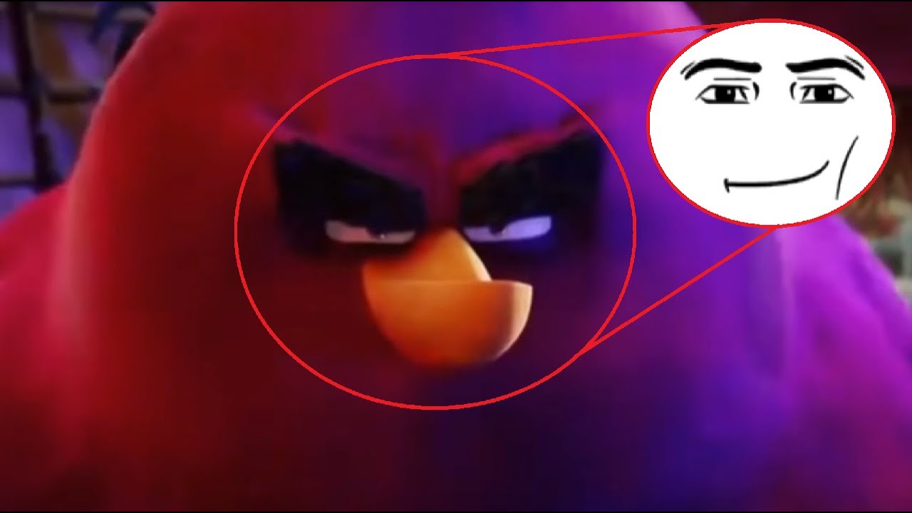 what is your favourite bird? - YouTube