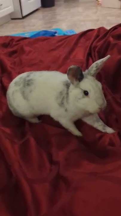 Bunny high jump binky 🐰#rabbit #shorts #funny - YouTube