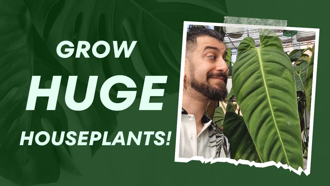 🌱 Grow Giant Houseplants! Ultimate Guide 📚 | Grow HUGE Plants at Home ...