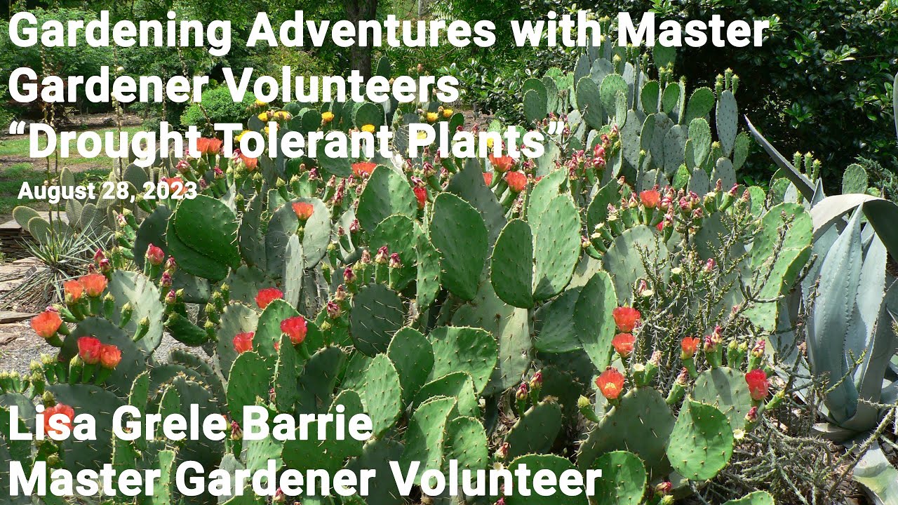 Master Gardener Talk - "Drought Tolerant Plants" - YouTube