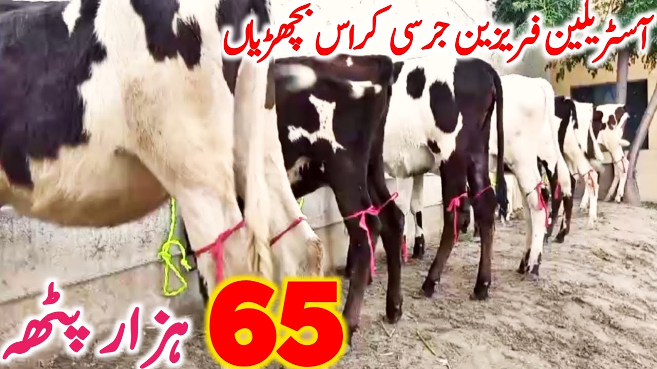 Australian Friesian Red Friesian Jersey Hiefers Near Gondal Mandi ...
