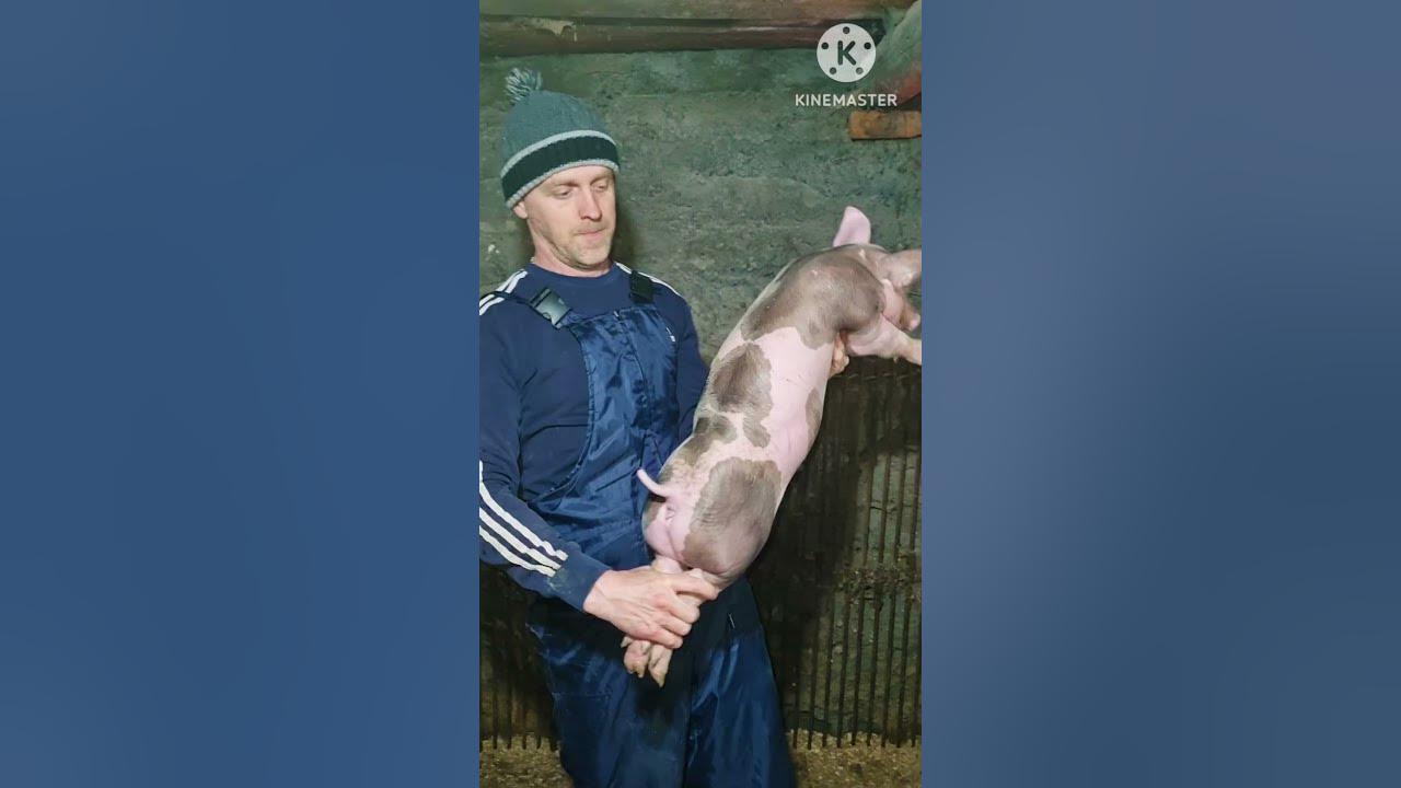 миллион на свиньях пьетрен макстер продажа Youtube
