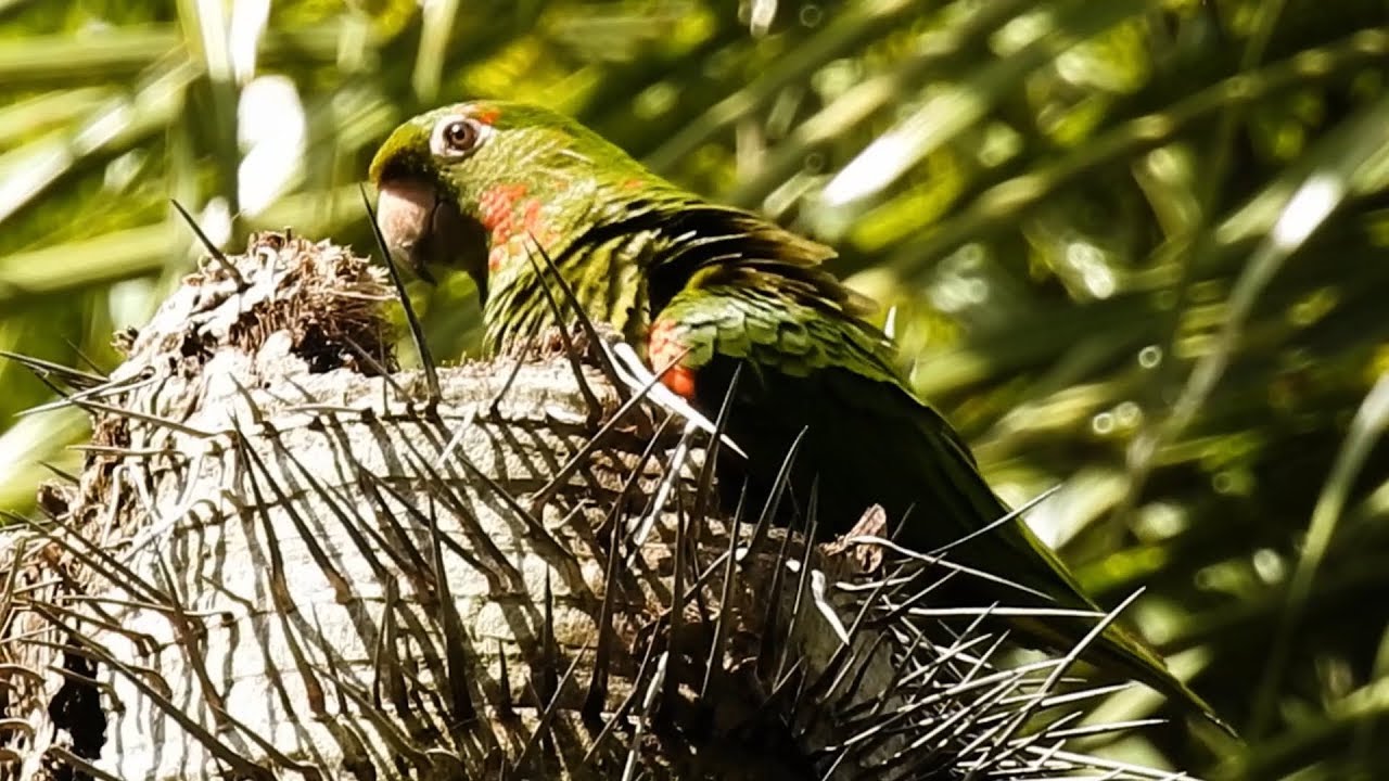 PERIQUITÃO-MARACANÃ ninho (PSITTACARA LEUCOPHTHALMUS), WHITE-EYED ...
