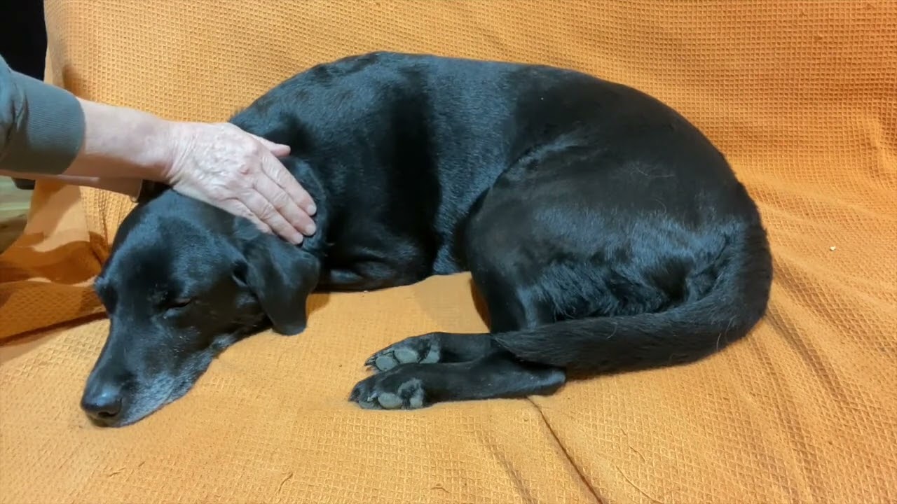 Topic 6 – Applying Massage techniques - Canine Arthritis Management