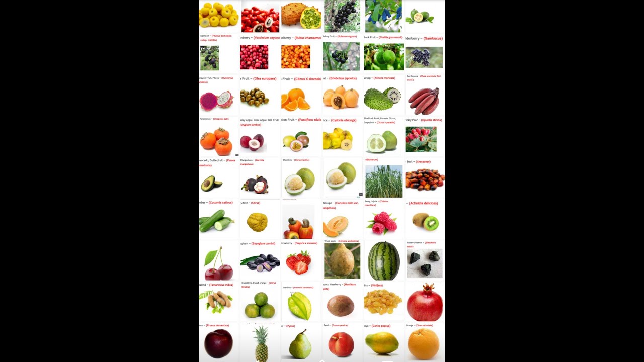 Fruits Names And It s Scientific Names YouTube fruits-names-and-it-s-scientific-names-youtube