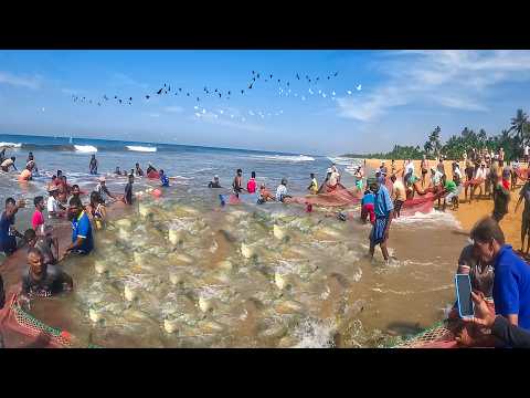 2000kg Of Giant Trevally Caught in ONE Net! Beach Seine Fishing