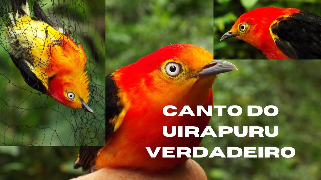 CANTO DO UIRAPURU VERDADEIRO | CANTANDO LINDO - YouTube