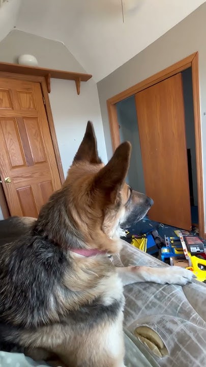 My little k-9 - YouTube