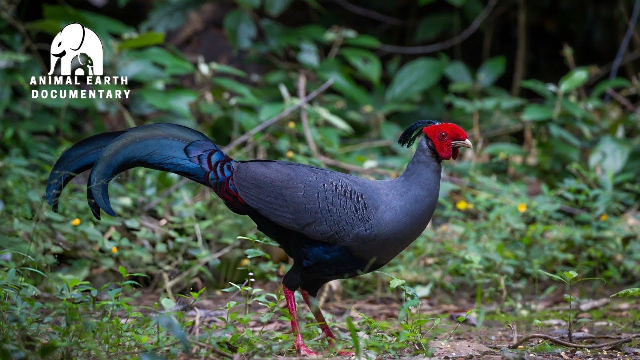 Discover SOUTHERN ASIA'S Most STUNNING Rainforest Birds! - YouTube