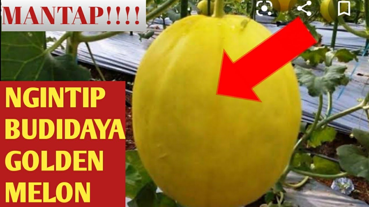 GOLDEN MELON PALING BESAR😱 #umkm #melon - YouTube